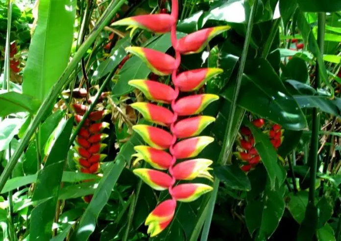 Nomes de Flores de A a Z e Seus Significados