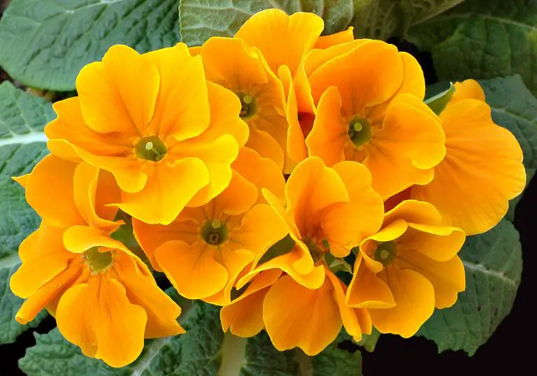 Nomes de Flores de A a Z e Seus Significados