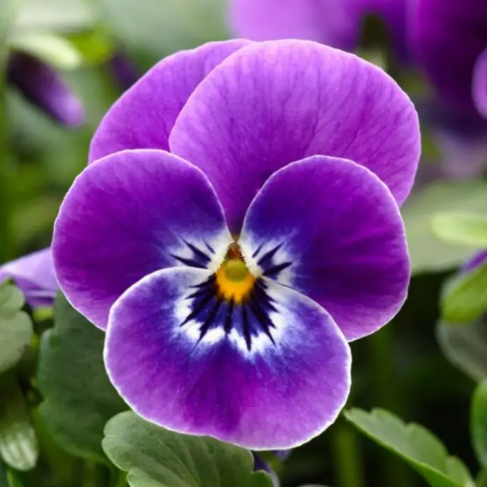 Nomes de Flores de A a Z e Seus Significados