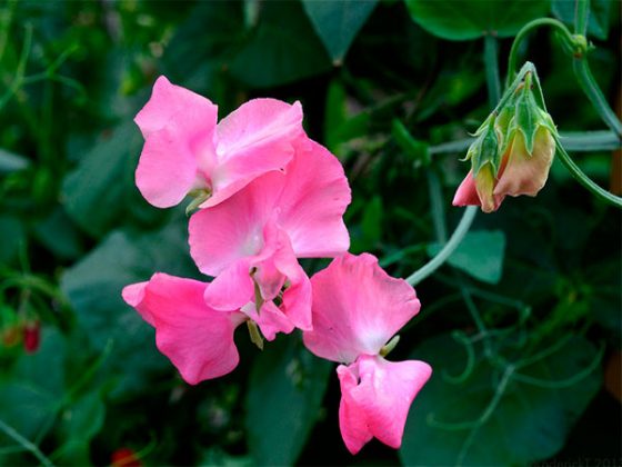 Nomes de Flores de A a Z e Seus Significados