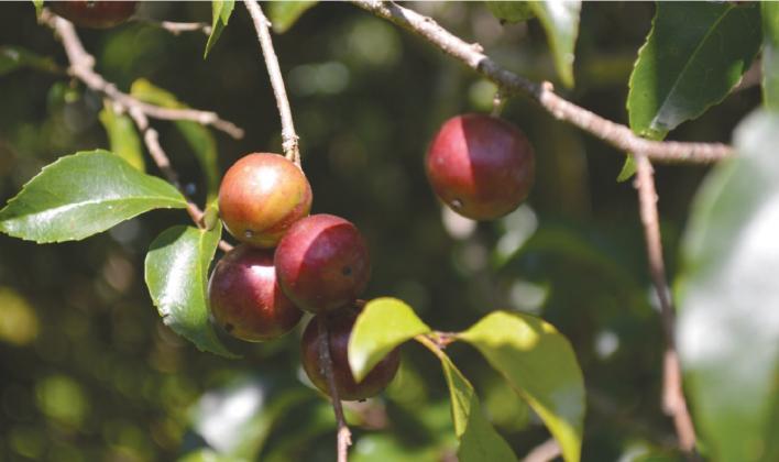 Nomes de Frutas de A a Z (+ de 300 Nomes)